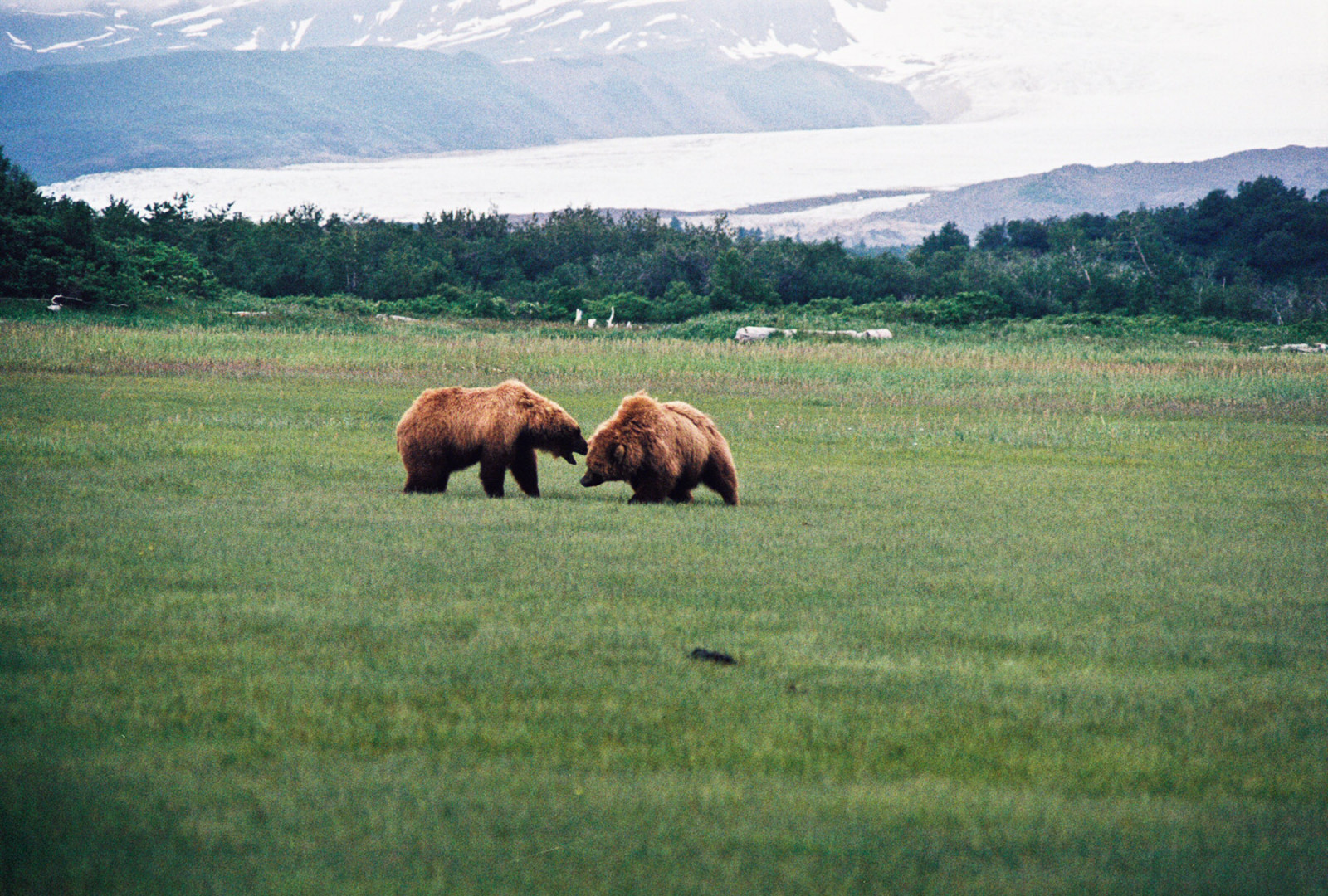 Bakgrundsbilder : gräsmark, högland, vildmark, ekosystem, bete ...