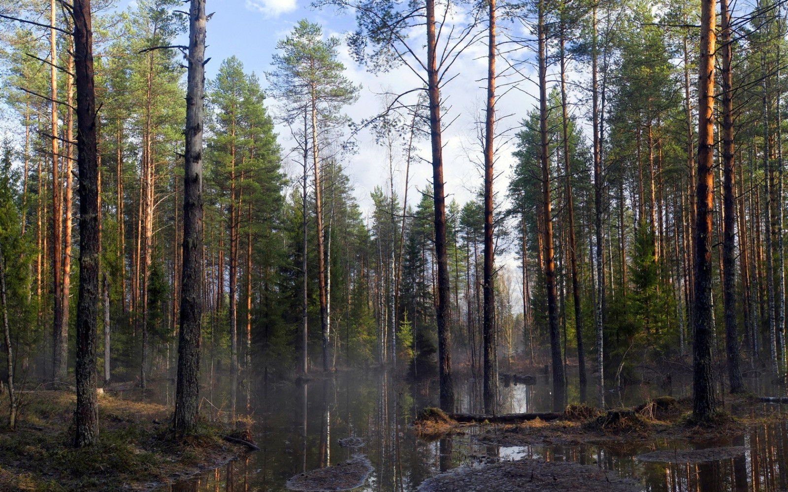 Tapety : dřevo, stromy, jaro, zaplavit 1680x1050 - CoolWallpapers ...