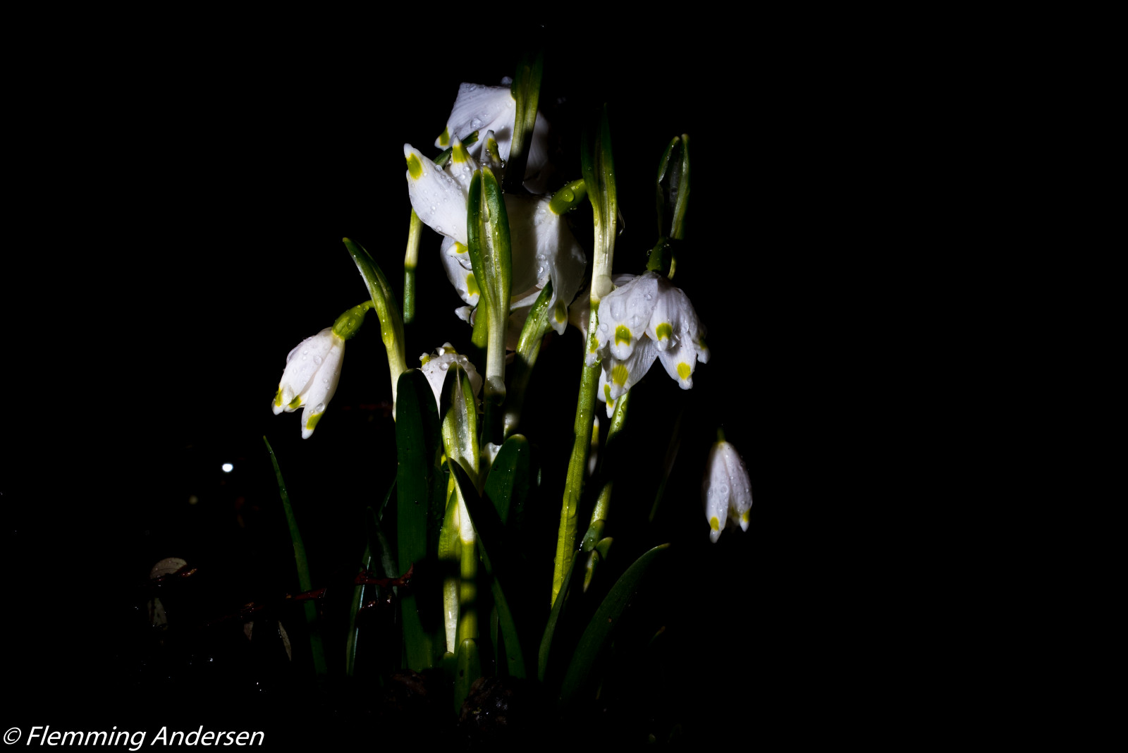 Wallpaper : bunga, snowdrops, hijau, makro, putih, kental ...