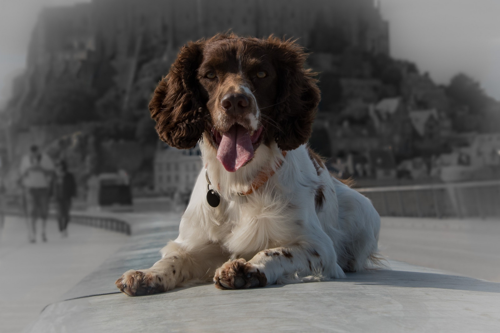 Wallpaper : nature, vertebrate, dog like mammal, setter, english cocker ...