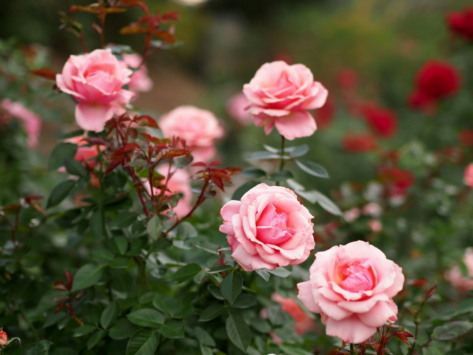 Bakgrundsbilder : ro, blommor, kronblad, rosa 2560x1920 - goodfon ...