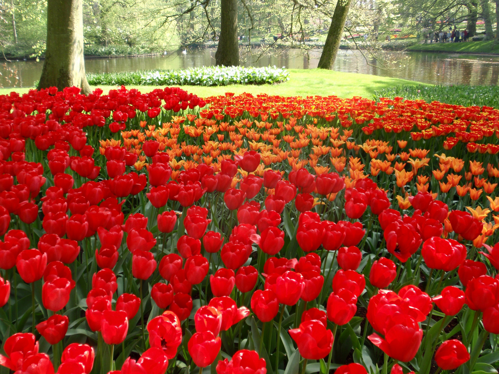 Wallpaper : tulip, bunga-bunga, herbal, pohon, alam, kolam, indah ...