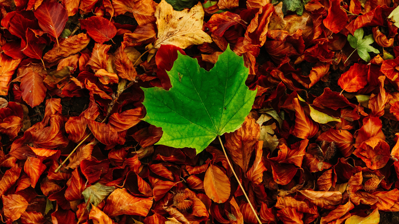 Wallpaper : fall, leaves 5120x2880 - dreaminNB - 1665281 - HD ...