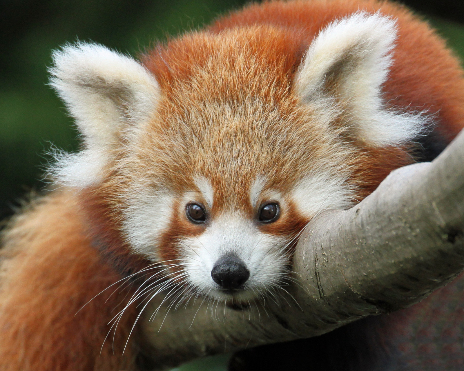 Wallpaper : red, portrait, nature, face, animal, closeup, Canon, Zoo ...