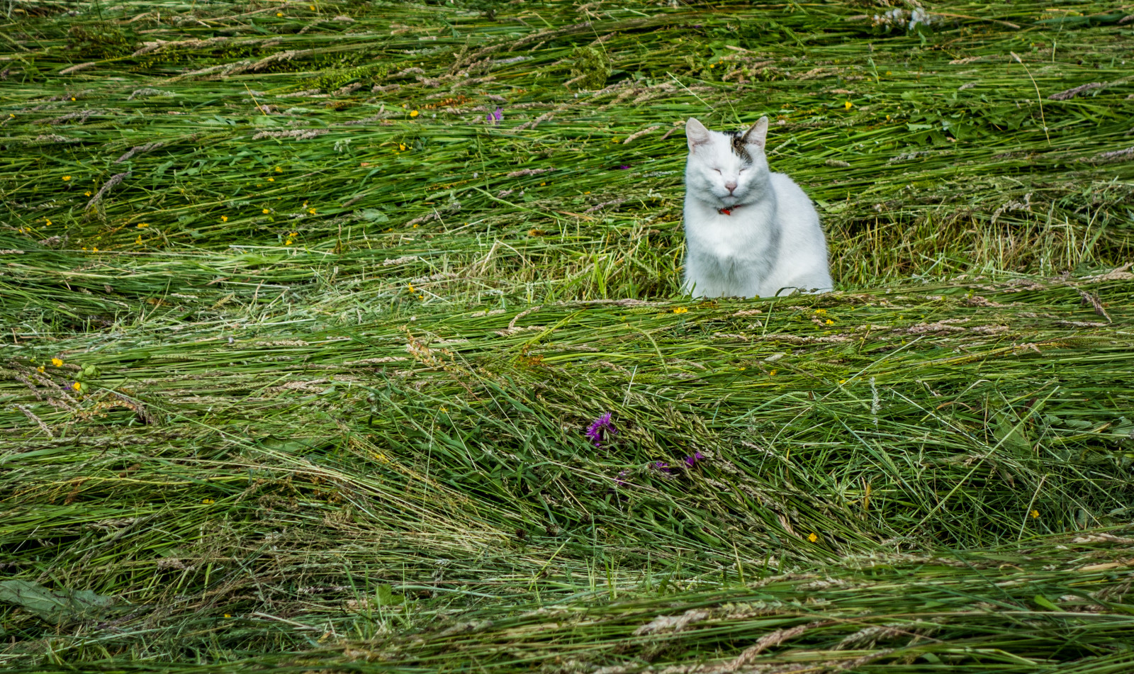 วอลเปเปอร์ : ดอกไม้, หญ้า, แมว, ง่วง, closeyes, sleepycat ...