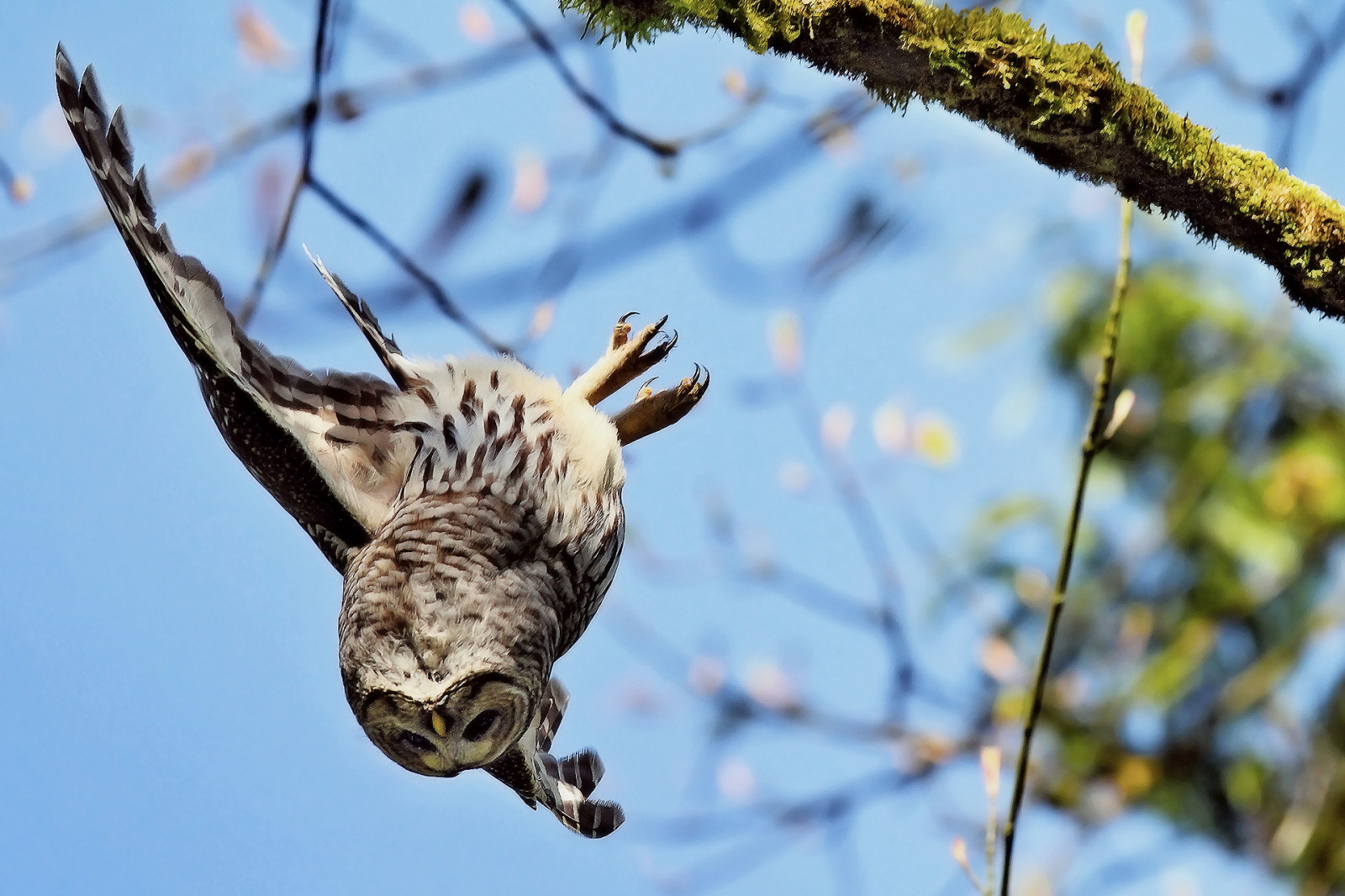 Wallpaper : owl, bird, predator, flying, twig, moss 1920x1280 - goodfon ...