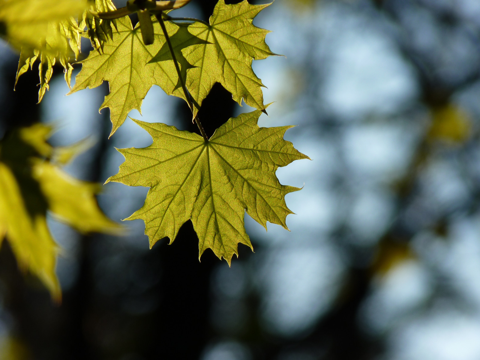 Wallpaper Maple Leaf Blur 4000x3000 Goodfon 1190065 HD Wallpaper Maple Leaf Blur 4000x3000 Goodfon 1190065 HD