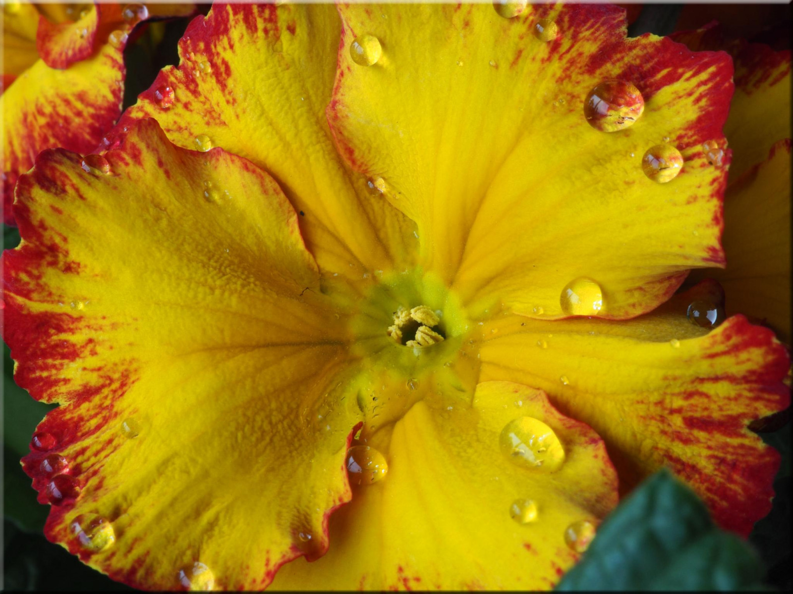 Tapety : květ, blumen, makroaufnahme, Primulka, bl te, macroshot ...