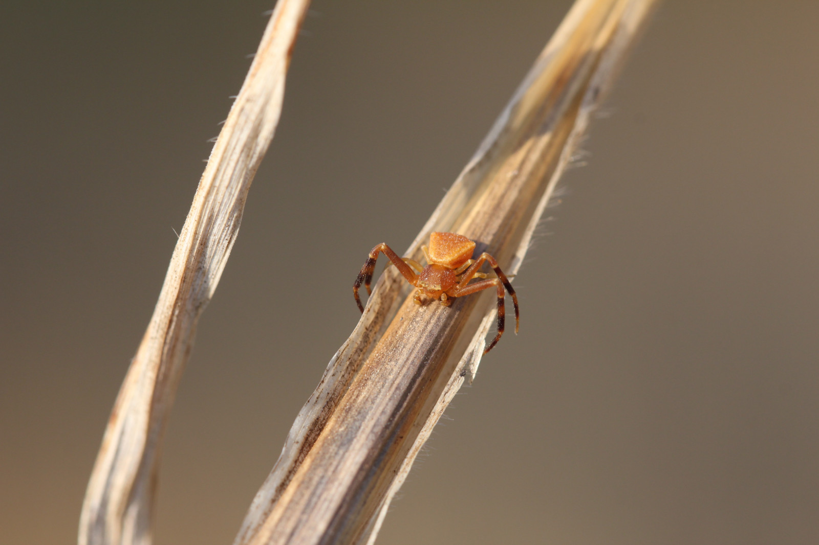 Wallpaper : fotografi makro, fauna, invertebrata, damselfly, merapatkan ...