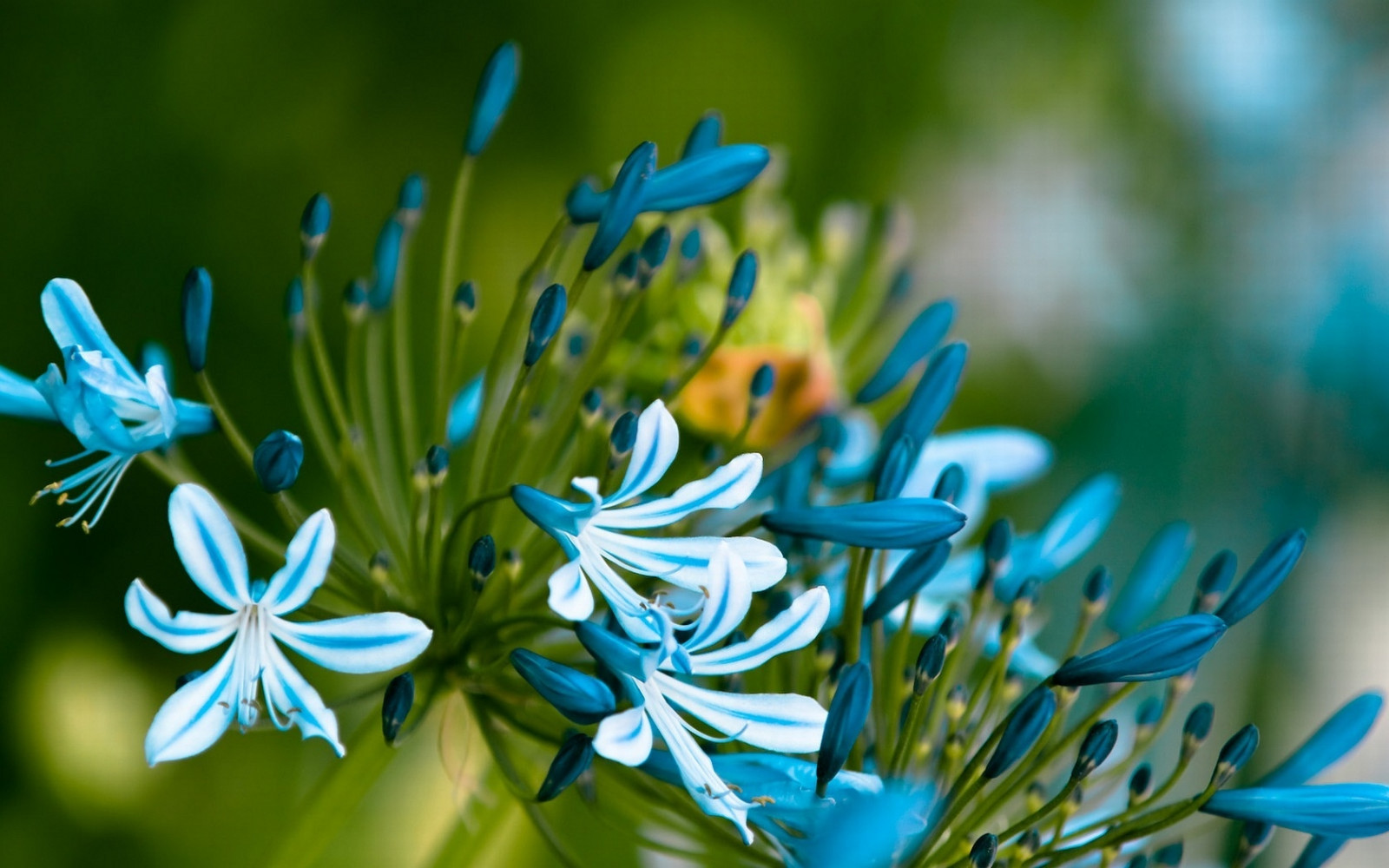 Wallpaper : bunga-bunga, biru, putih, Daun-daun, kelopak, tunas ...
