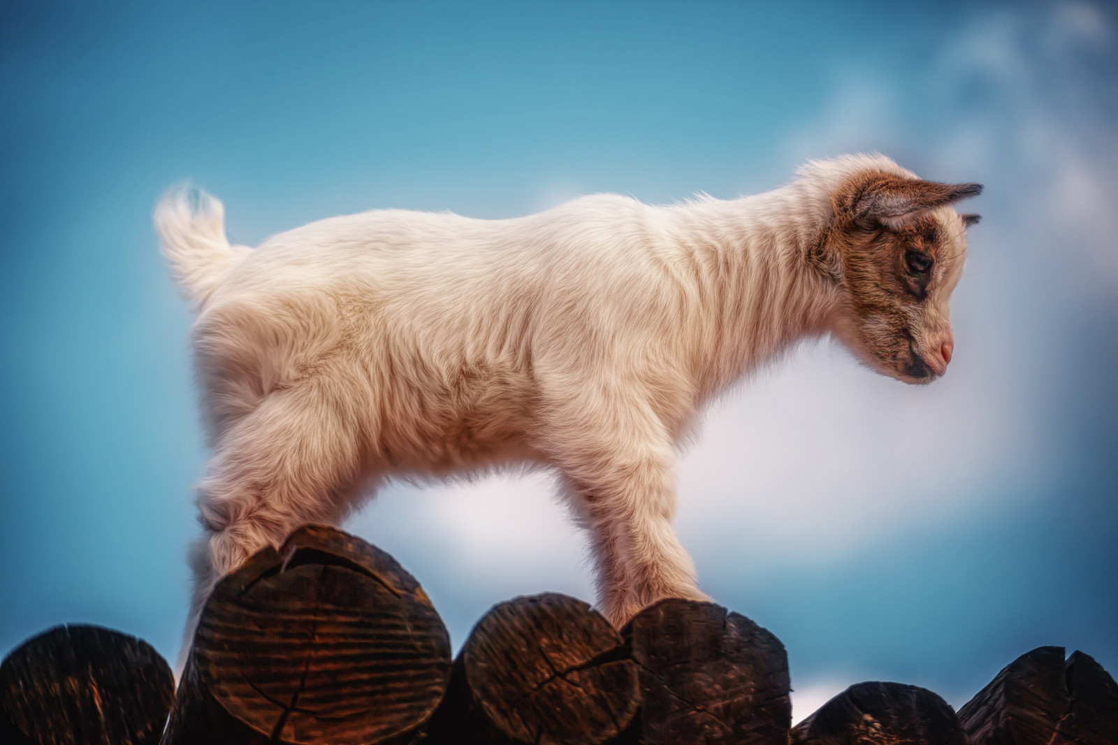 Baggrunde : baby dyr, geder, ged, fauna, pattedyr, hvirveldyr, tæt på ...