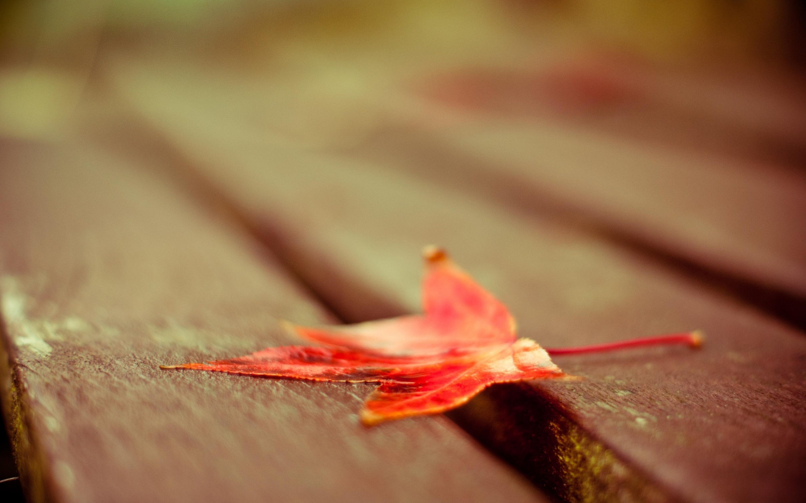Wallpaper : sinar matahari, Daun-daun, alam, berwarna merah muda, warna ...