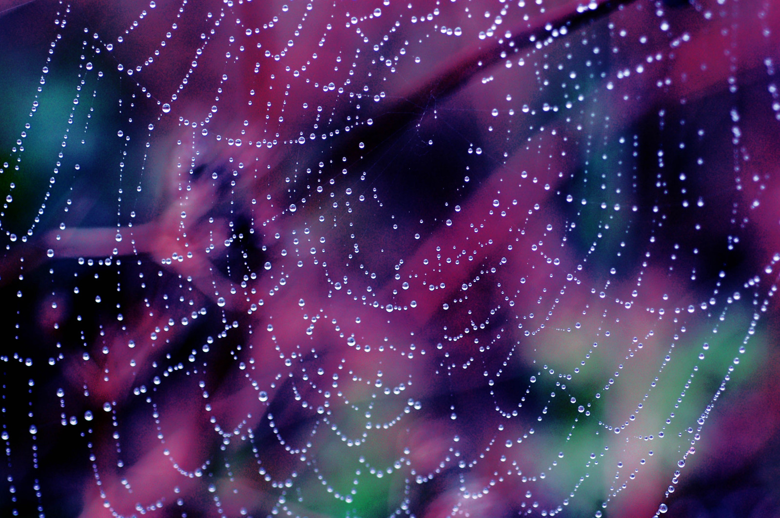 Wallpaper : colour, macro, water, beautiful, spider, spiders, web, drop ...