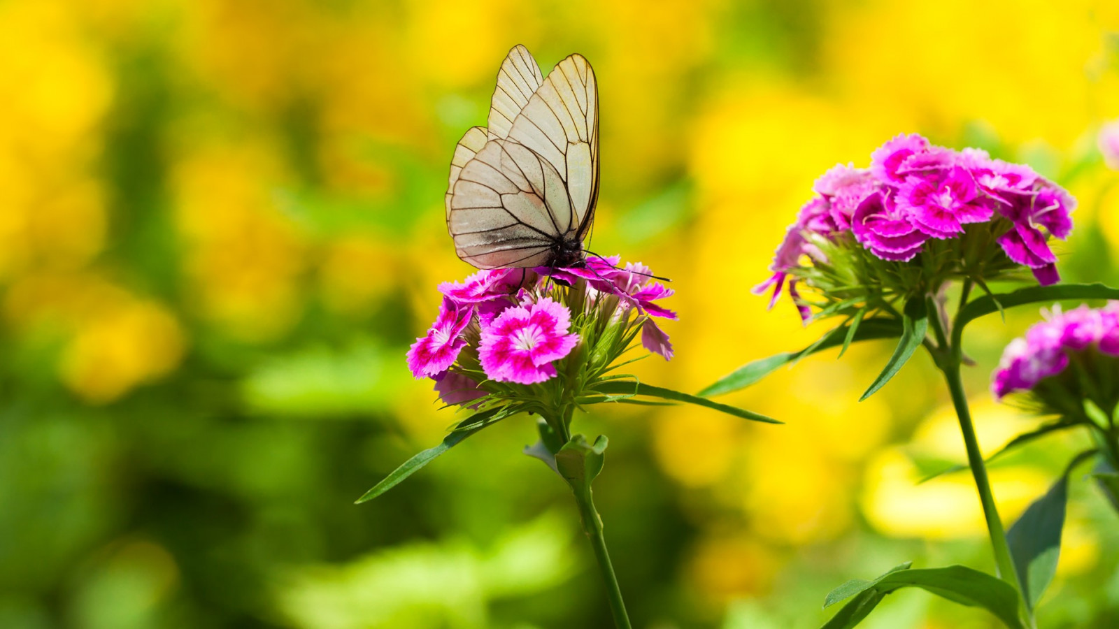 Fond Décran La Nature Papillon Profondeur De Champ Macro Fleurs