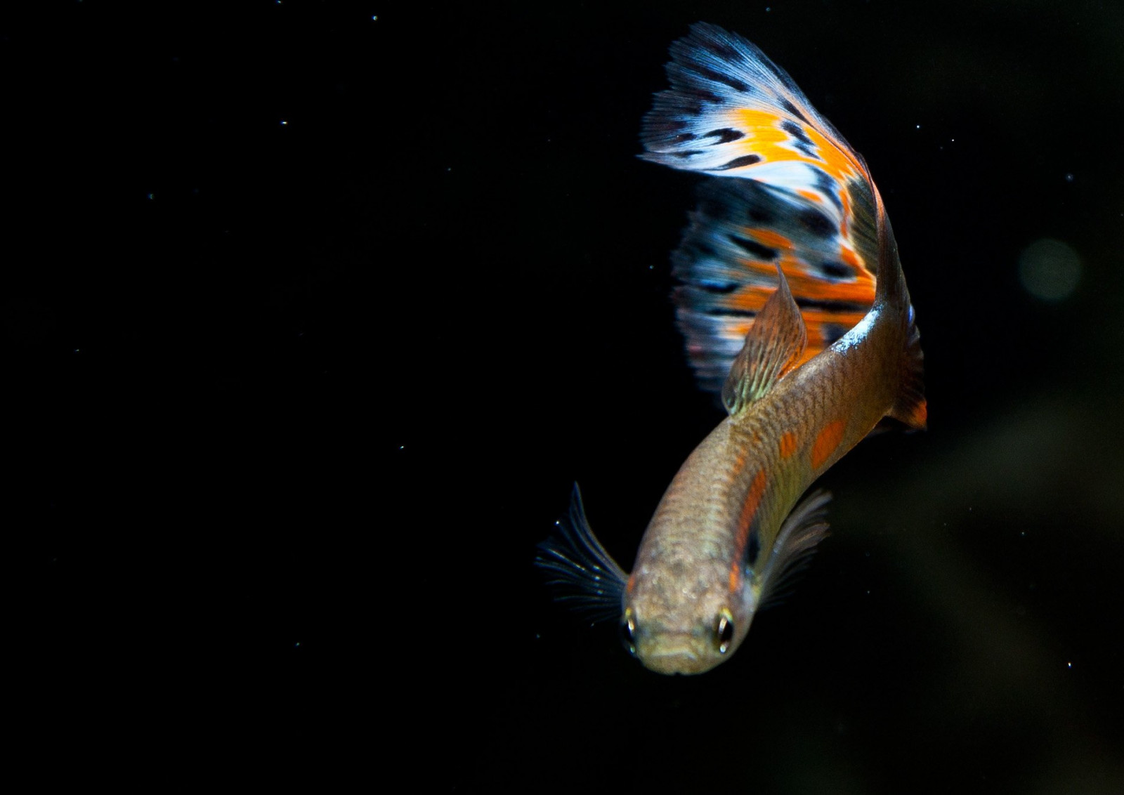 Tapety : 1904x1348 px, ryba, Guppy, tropikalny 1904x1348 - wallhaven ...