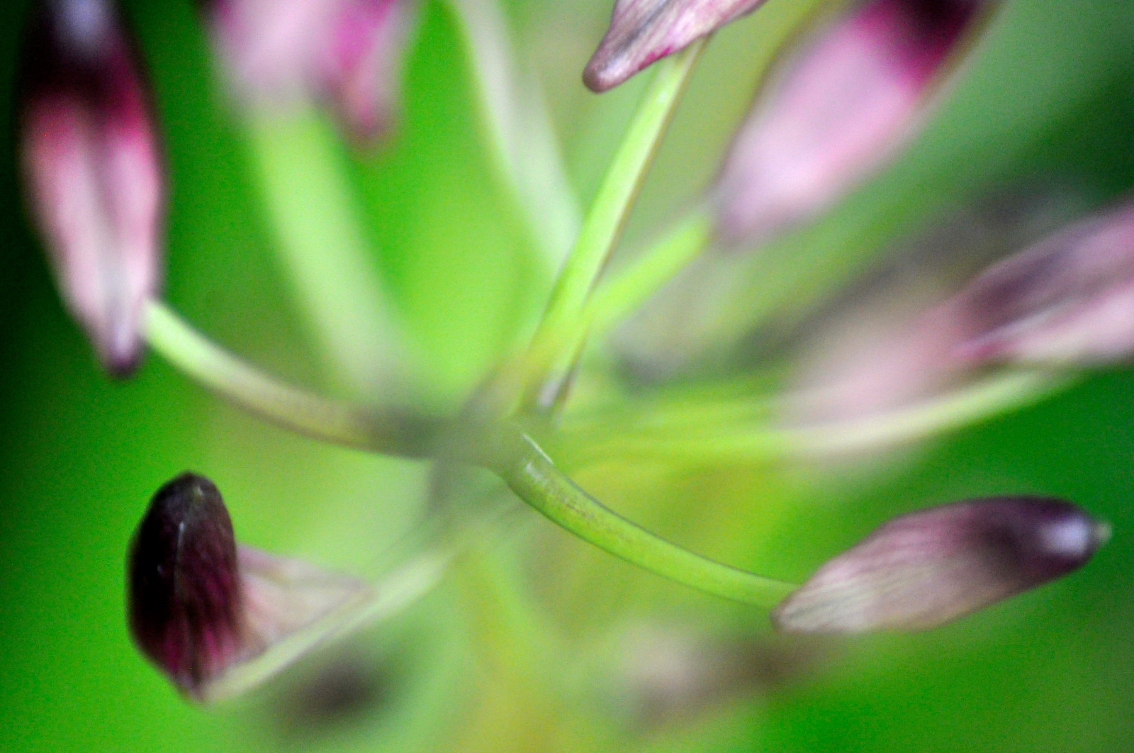 Wallpaper : flowers, Nikon, dof, orchids, getty 4288x2848 - - 1012926 ...