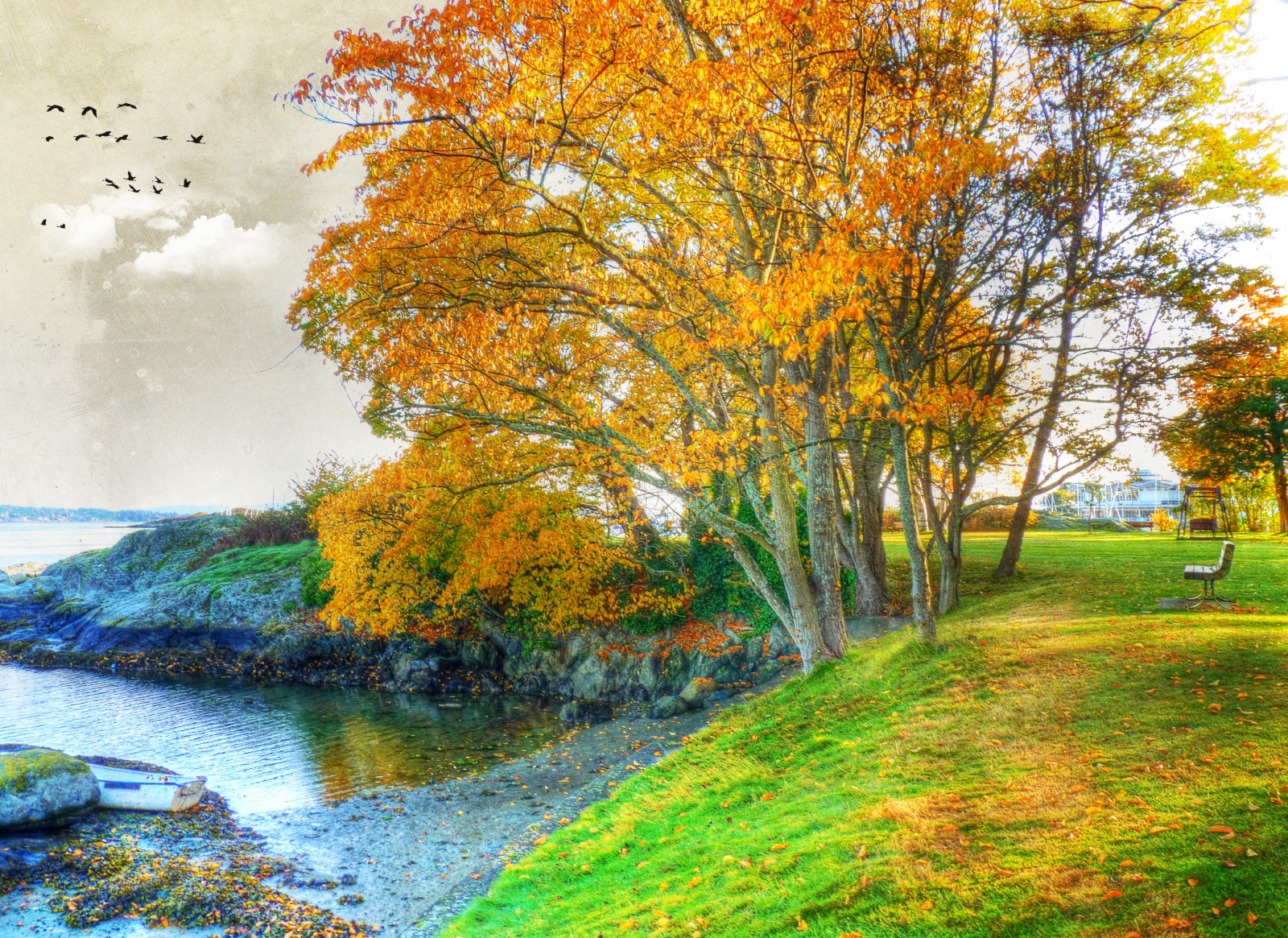 Wallpaper : autumn, tree, fall, beach, leaves, bay, HDR, oakbay, zedzap ...