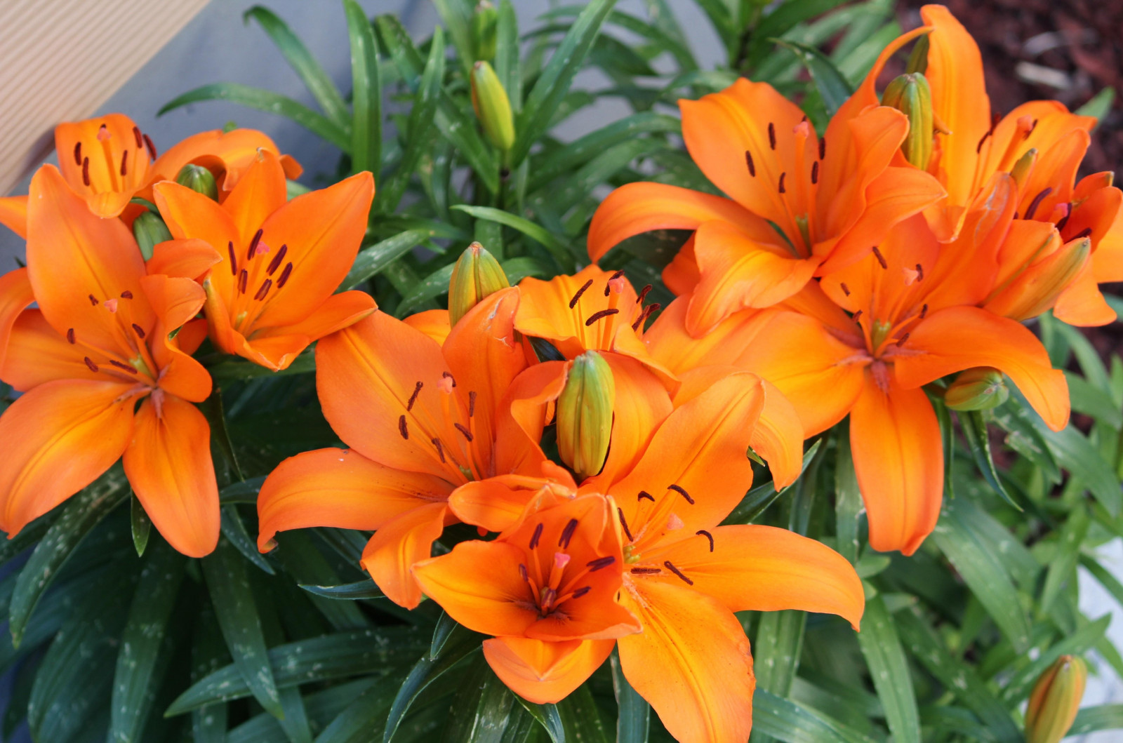Bakgrundsbilder : blommor, gul, ljus, daylily, blomma, flora, kronblad, botanik, mark växt ...