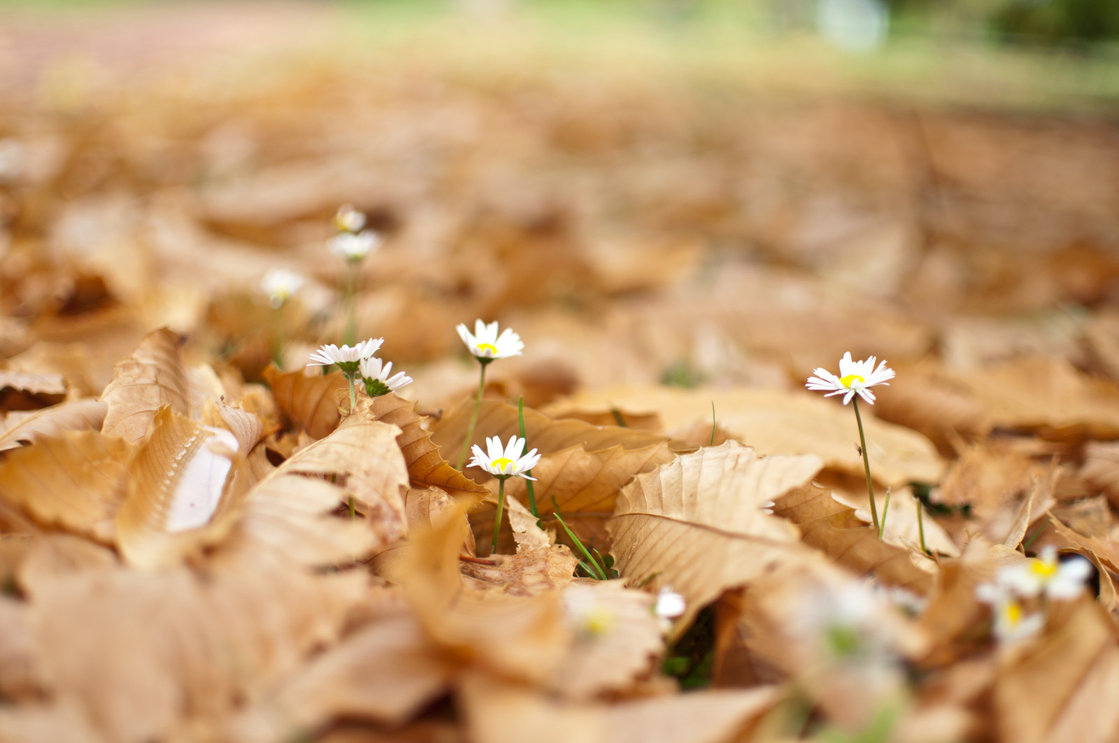 Wallpaper : soil, spring, autumn, grass 4288x2848 - - 901030 - HD ...