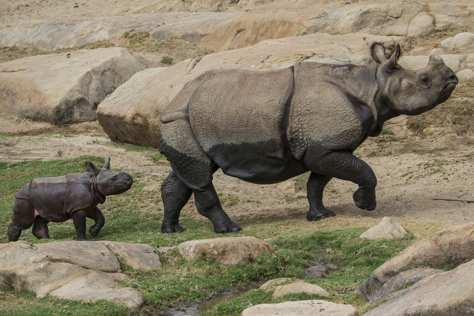 Bakgrundsbilder : natur, gräs, vilda djur och växter, bebis ...