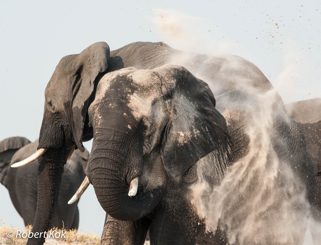 Wallpaper : elephant, olifant, Ellie, jambo53, robertkok, kasane ...