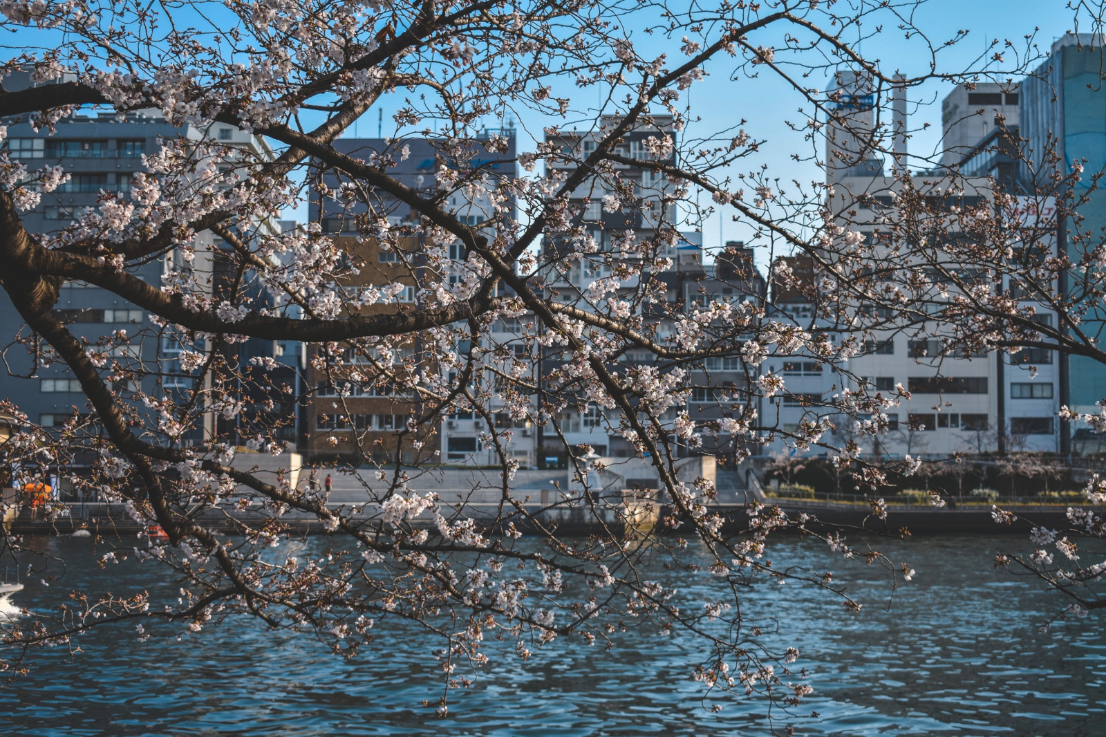 Imagini de fundal : Japonia, Osaka, peisaj urban, floare de cires ...