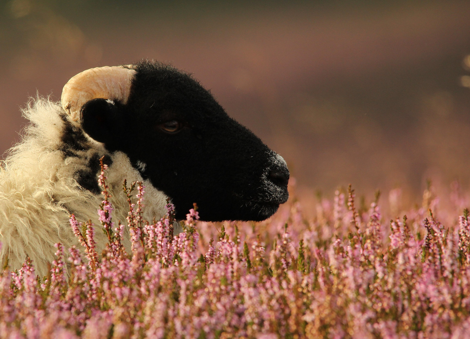 Sfondi : erba, viola, corna, natura, estate, pecora, tundra, agnello ...