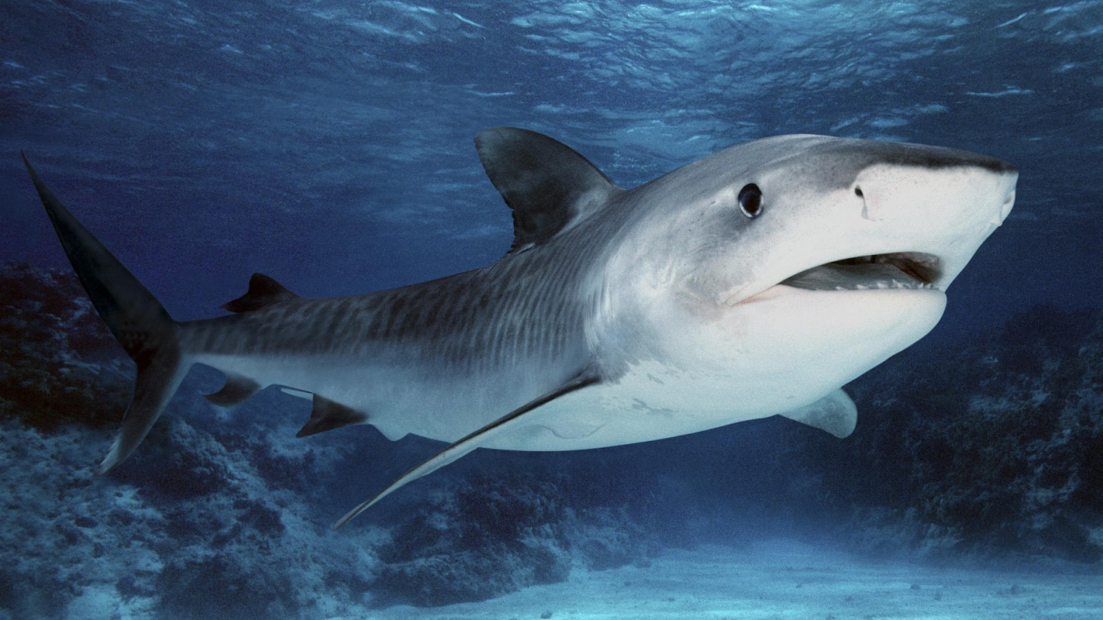 Tapety : Ryba, Velký bílý žralok, 1920x1080 px, obratlovců, mořská ...