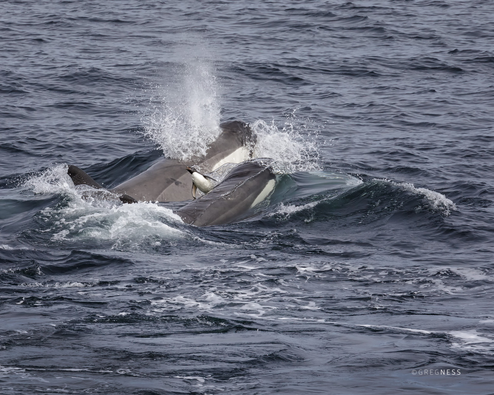 Wallpaper : Antarctica, antarcticpeninsula, killerwhale, orca, Penguin ...