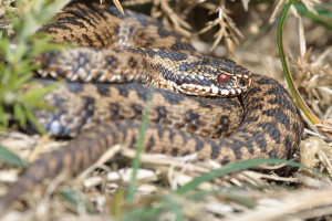 Bakgrundsbilder : skalas reptil, HUGGORM, terrestrial animal ...