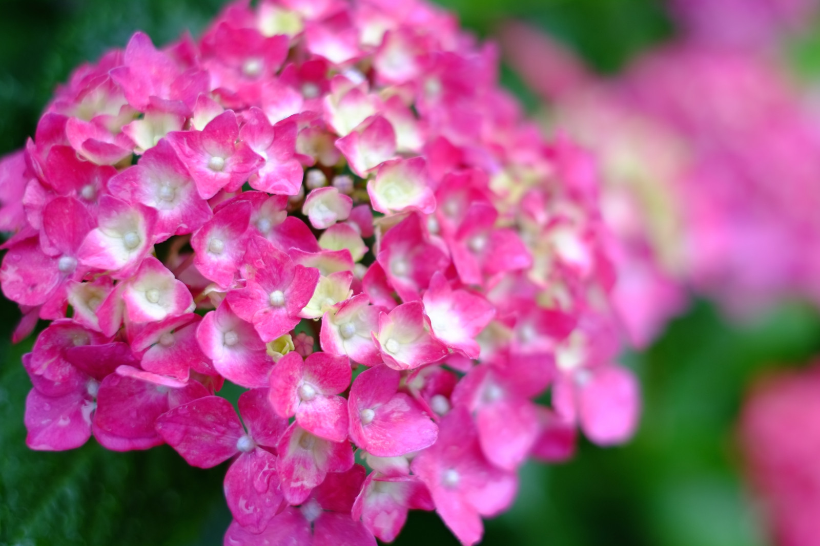 Tapety : květ, růžový, Tokio, hortenzie, Fujifilm, flóra, okvětní ...