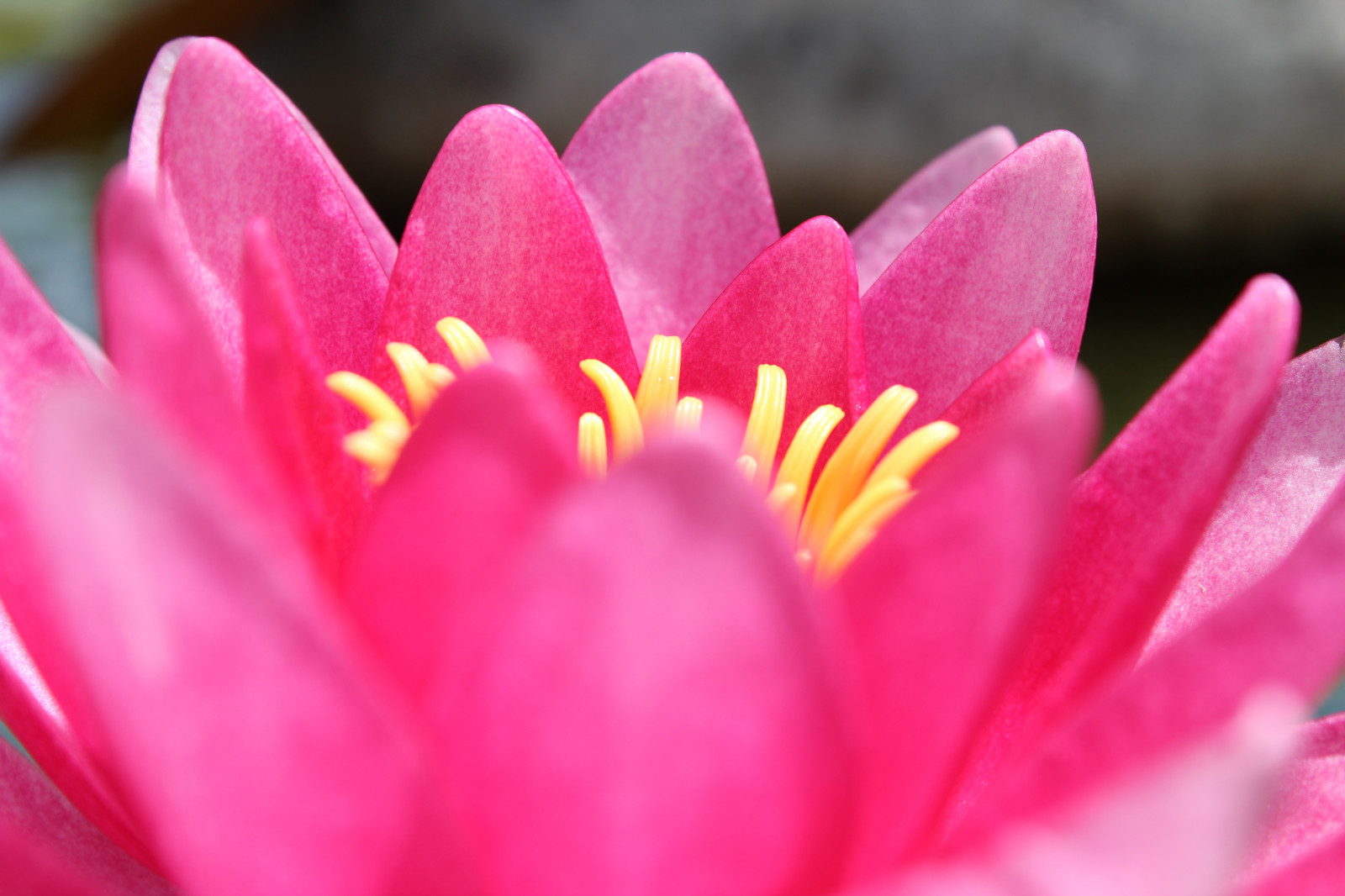 Wallpaper : nature, pink flowers 5184x3456 - Kandii - 1149144 - HD ...