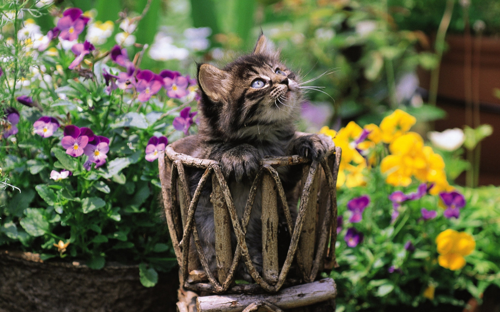 Wallpaper : cat, sitting, braided, flowers 1680x1050 - wallhaven ...