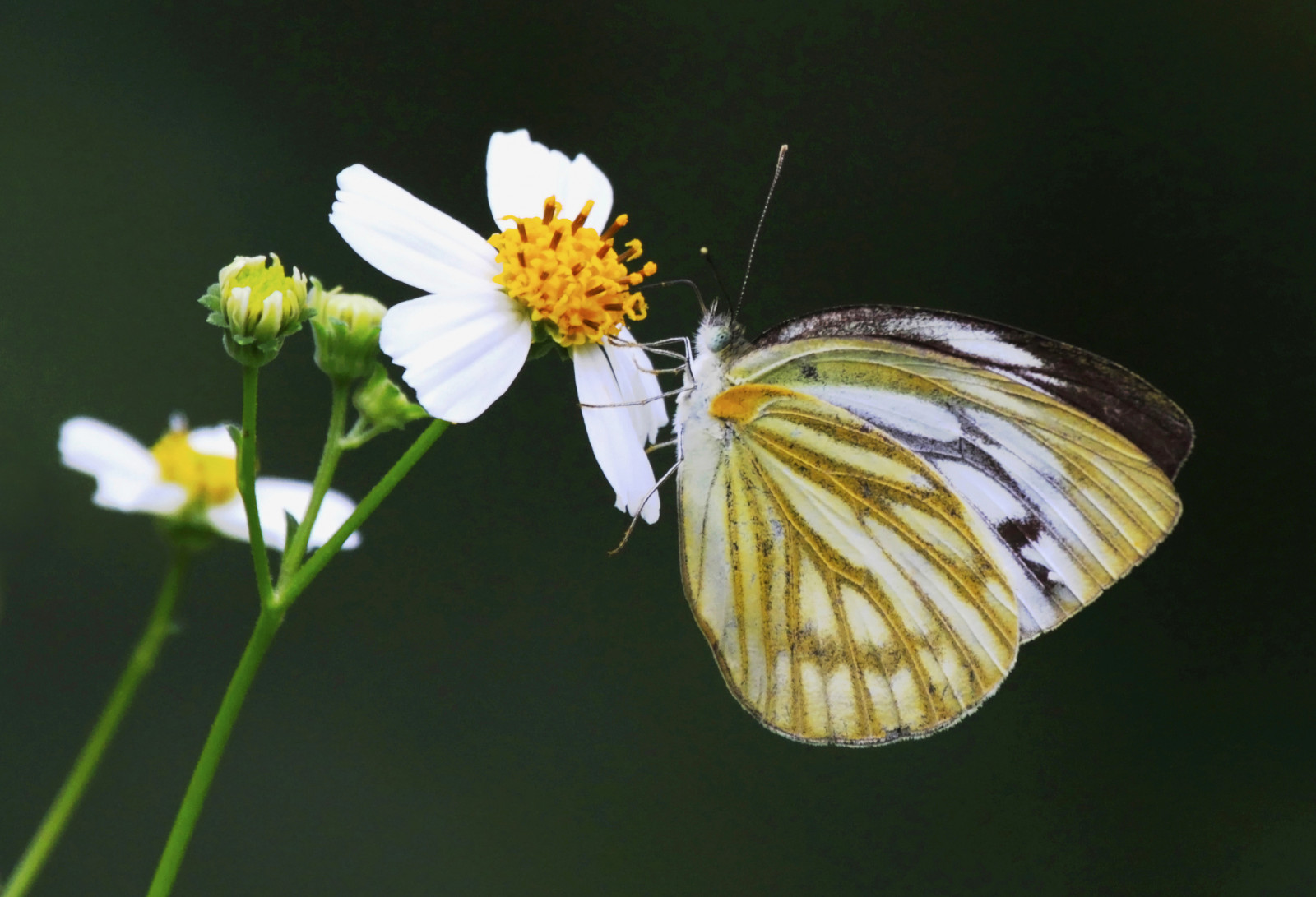 Achtergronden : commongull, Ceporanerissa, vlinder, insect, feeding ...