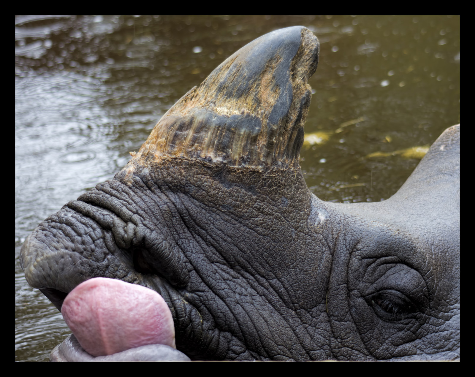 Bakgrundsbilder : fauna, terrestrial animal, däggdjur, vilda djur och ...