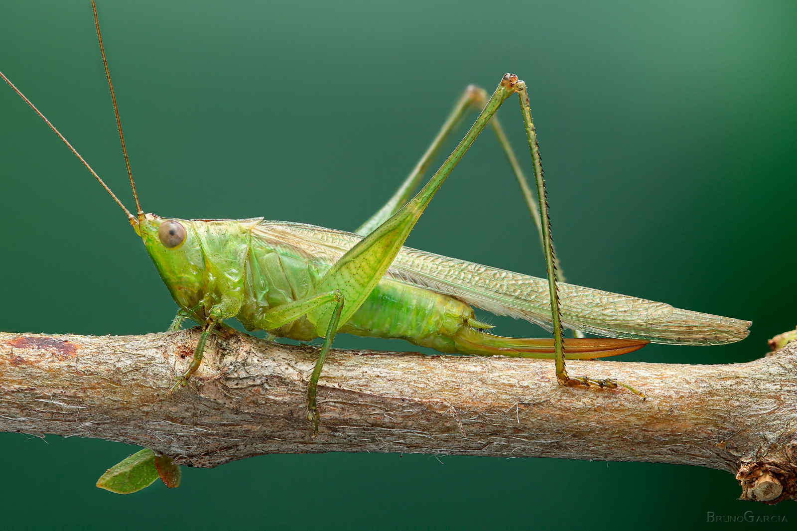 Tapety : Conocephalinae, tettigoniidae, esperan, orthoptère, Ensifera ...