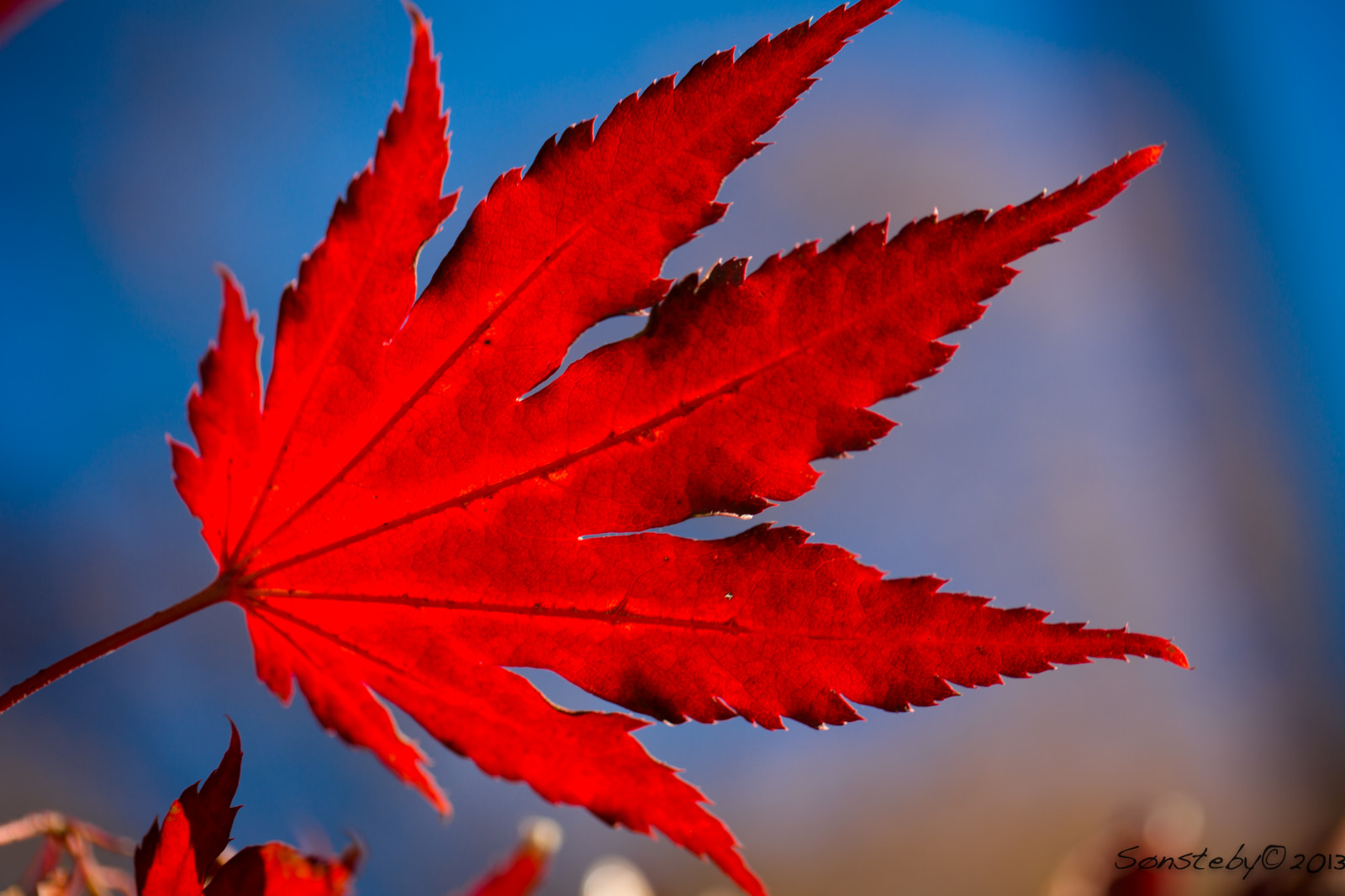 Wallpaper : autumn, red, macro, fall, leaves, Oslo, closeup, Canon ...