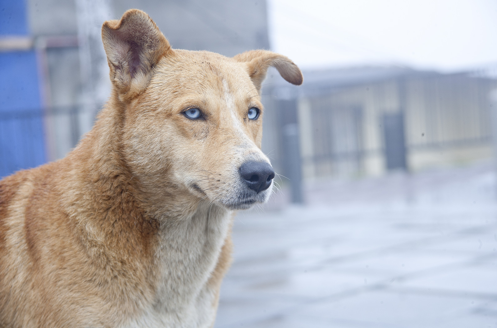 Wallpaper : street, blue, color, love, film, animal, azul, Canon ...