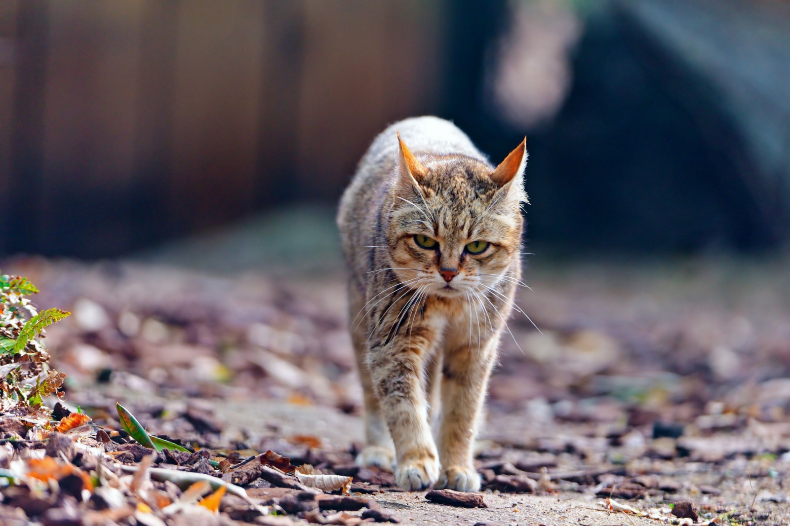 Wallpaper : cat, autumn, skinny, walk, tired 2560x1707 - goodfon ...