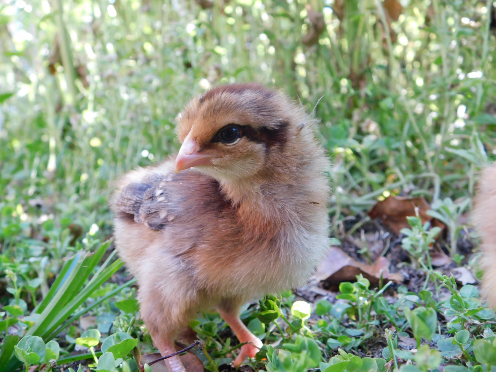 Imagini de fundal : păsări de curte, Pui, porumbei 4608x3456 ...