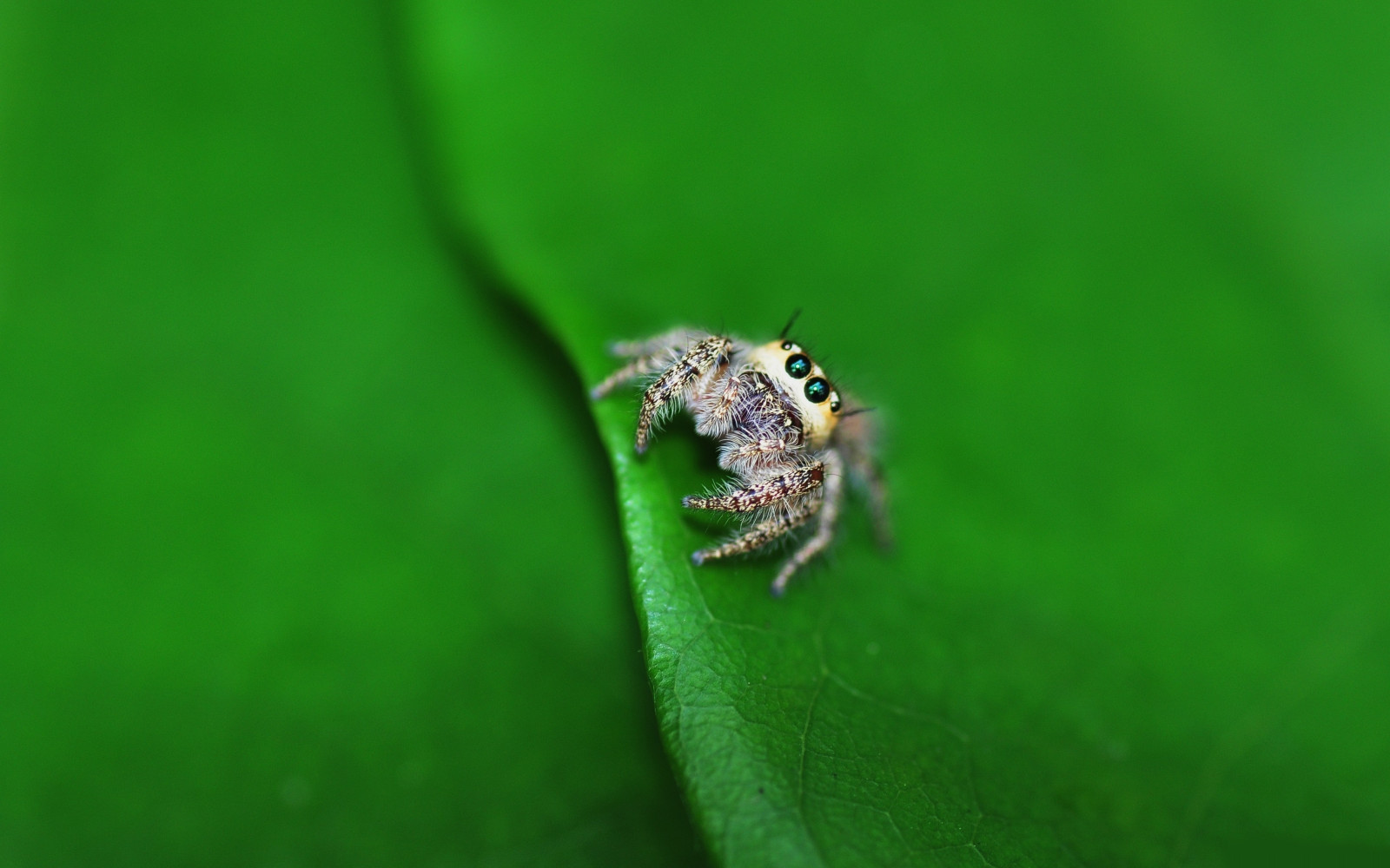 Wallpaper : hewan, rumput, serangga, hijau, labah-labah, Jumping Spider ...