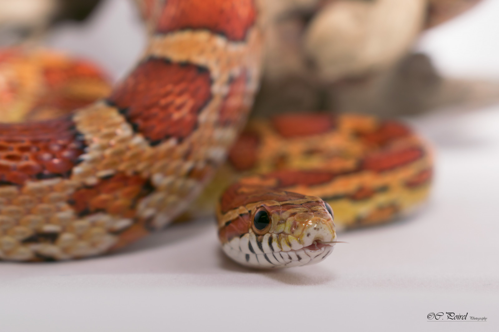 Wallpaper : scaled reptile, vertebrate, serpent, Boa constrictor ...