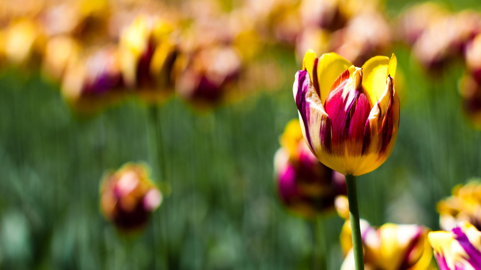 Wallpaper : 1920x1080 px, flowers, nature, tulips 1920x1080 ...