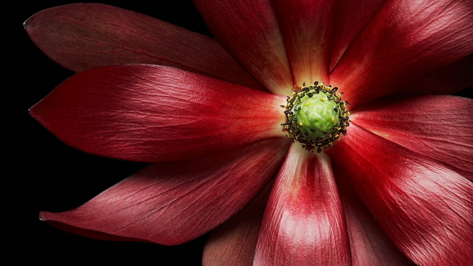 Wallpaper : alam, berwarna merah muda, menanam, Flora, daun bunga ...