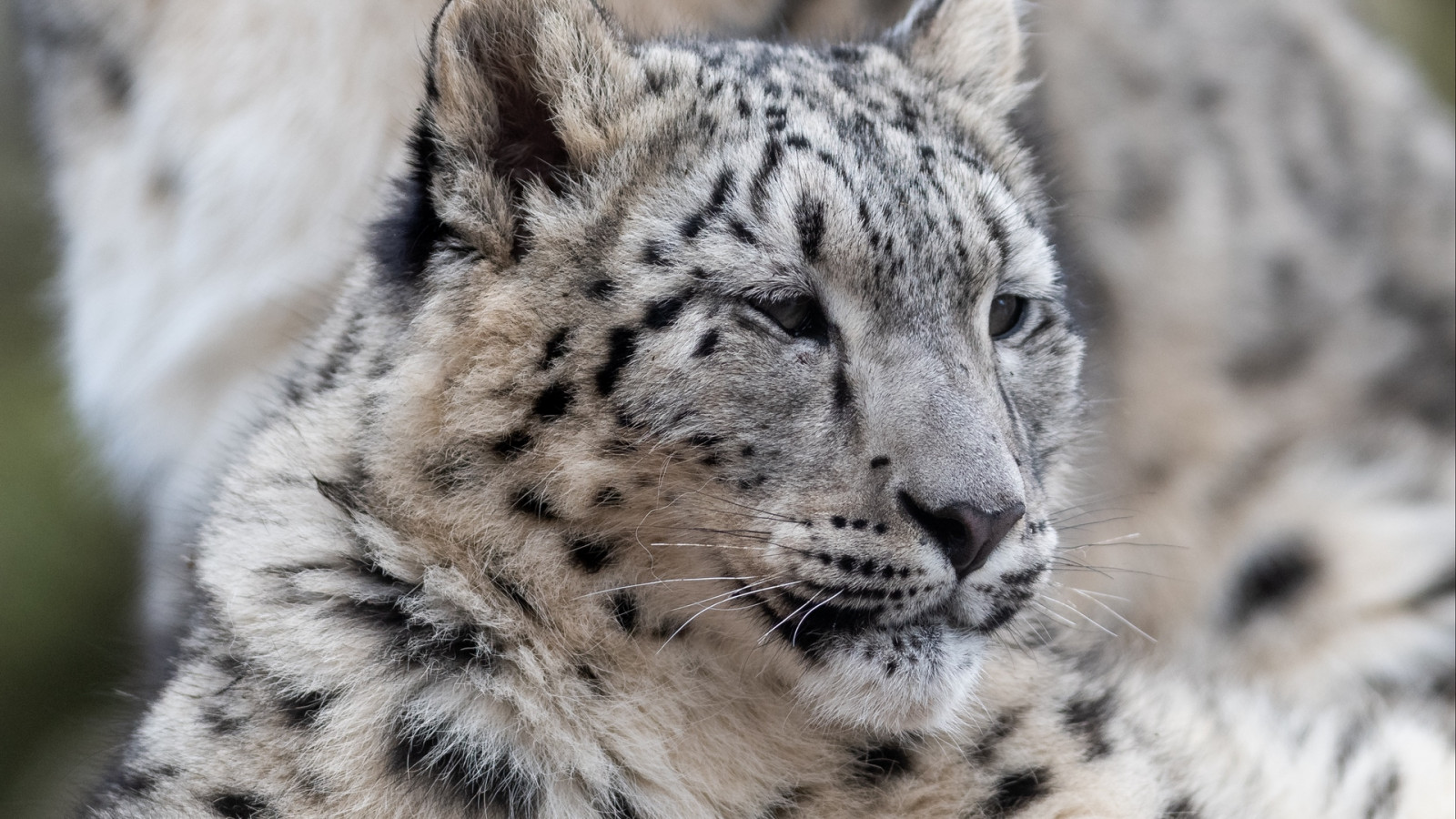 Bakgrundsbilder : snöleopard, snowleopards, djur, stora katter, leopard ...