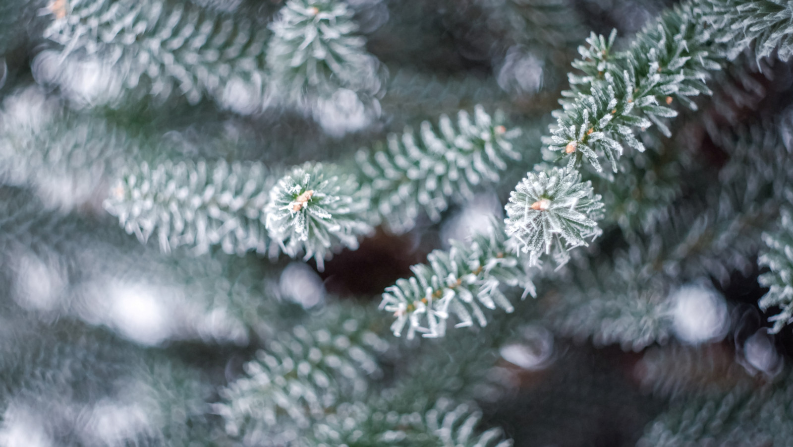 배경 화면 : 나무, 서리, 헬리오스, 58mm 2448x1380 - - 1126547 - 배경 화면 - WallHere