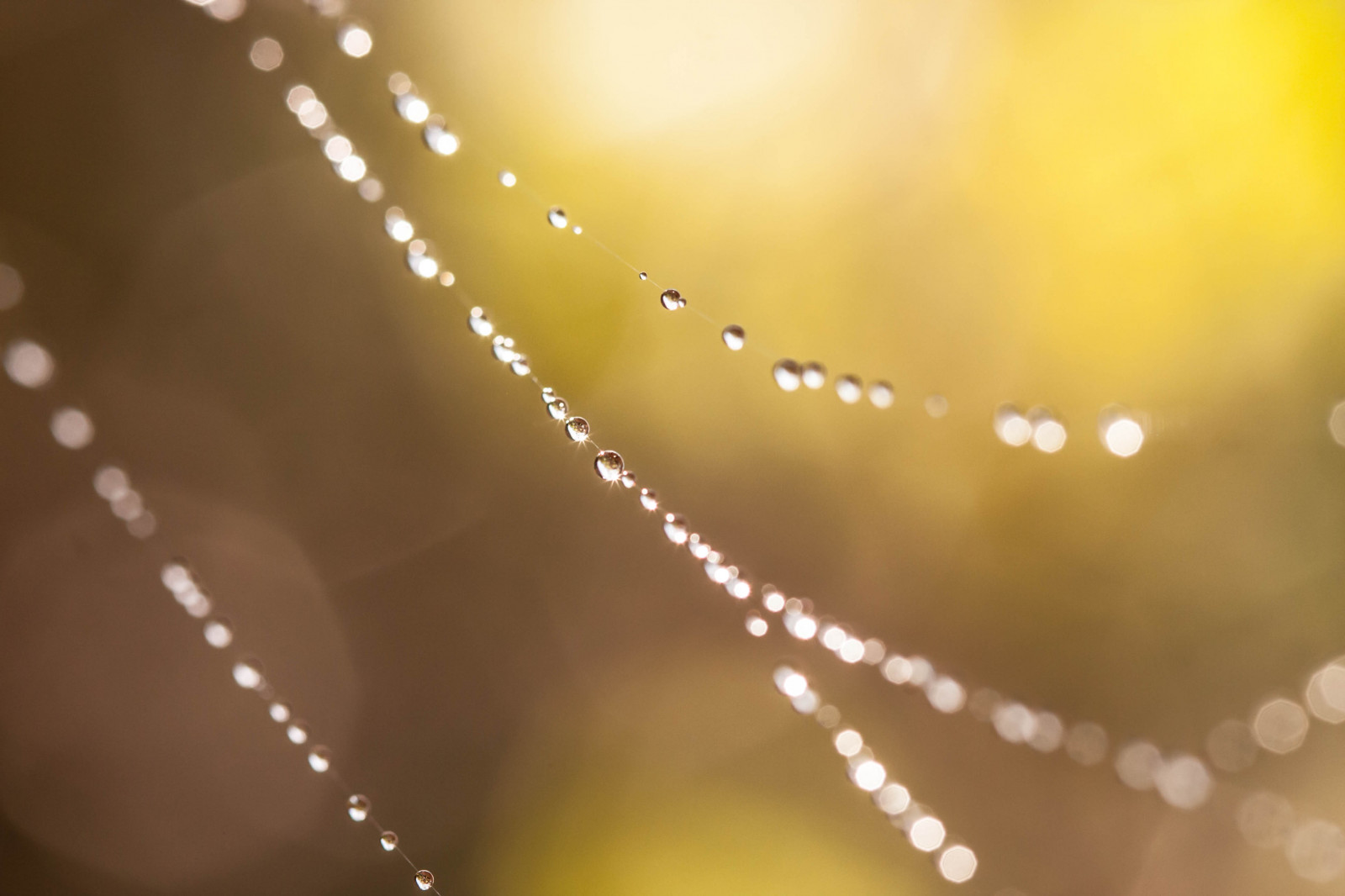 Wallpaper : sunshine, yellow, bokeh, web, droplet 3888x2592 - - 942553 ...