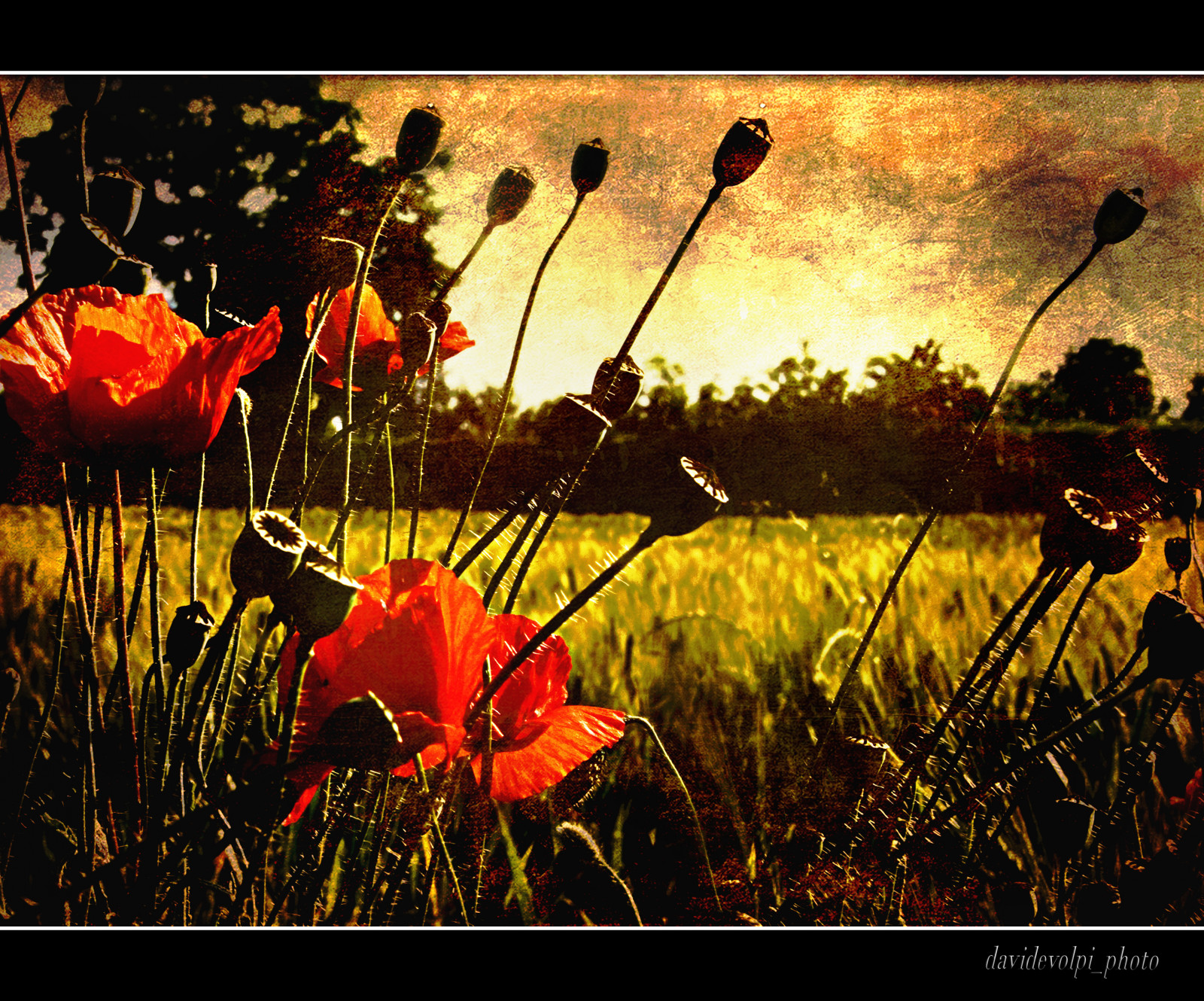 Wallpaper : flowers, texture, poppies 4007x3331 - - 957728 - HD ...