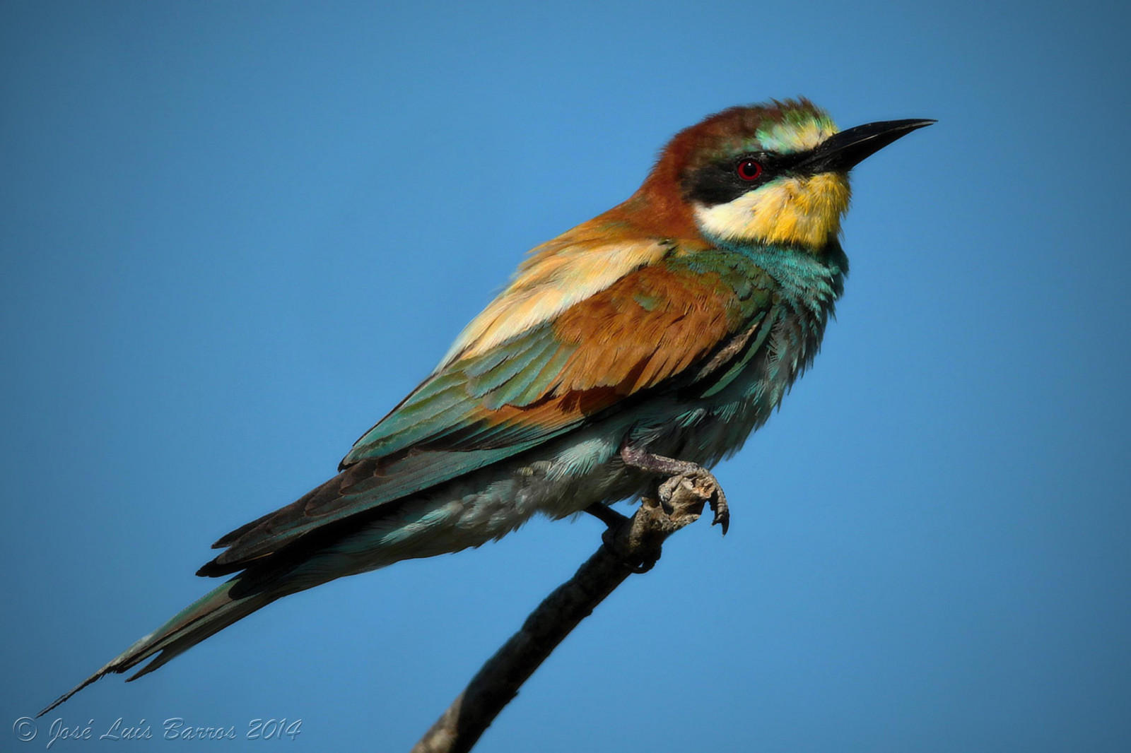 Wallpaper : bird, fauna, beak, bee eater, coraciiformes, feather ...