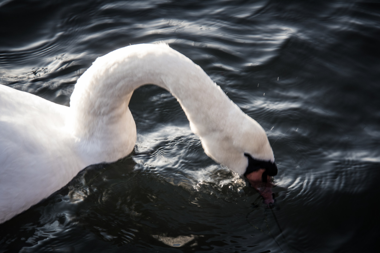 Bakgrundsbilder : svan, näbb, f-gel, sk re, vinge, sjöfågel ...